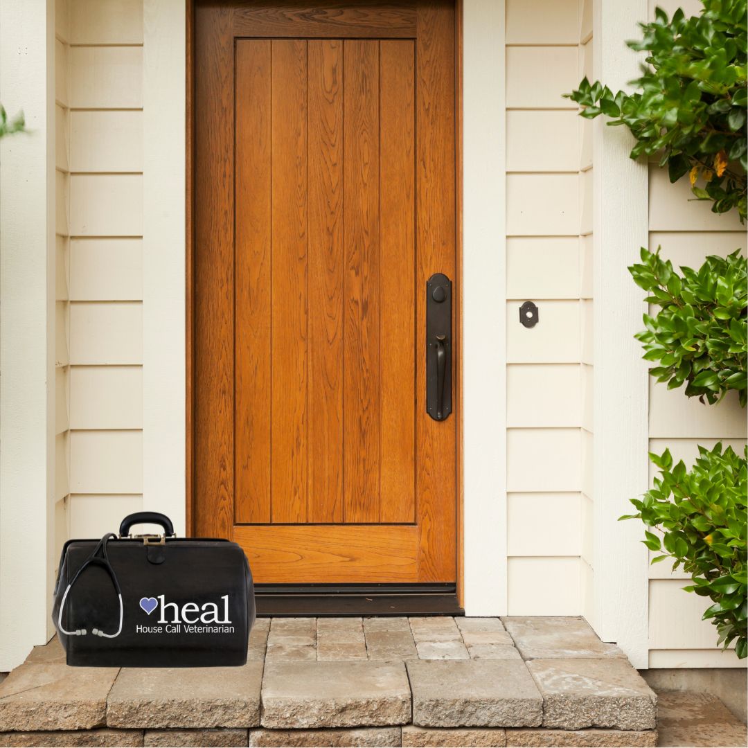 Why House Call Vet Services Are Changing the Way Pet Owners Think About ...
